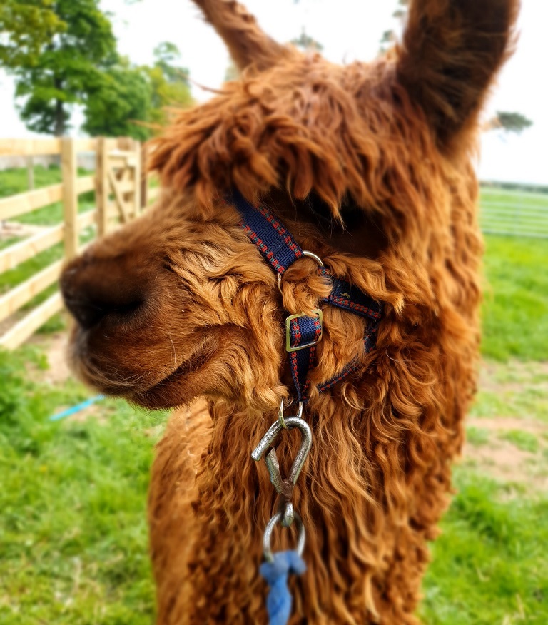 Beach and Woodland Alpaca Trail | John Muir Alpacas
